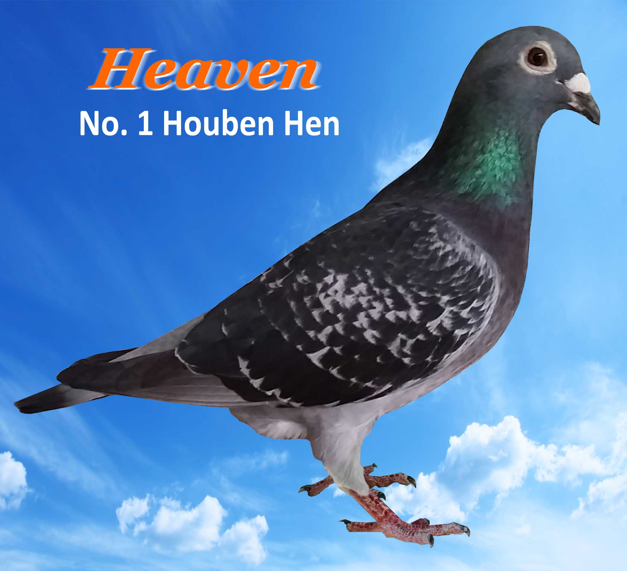 Stock Birds | Northern Gold Coast | Hudson Lofts