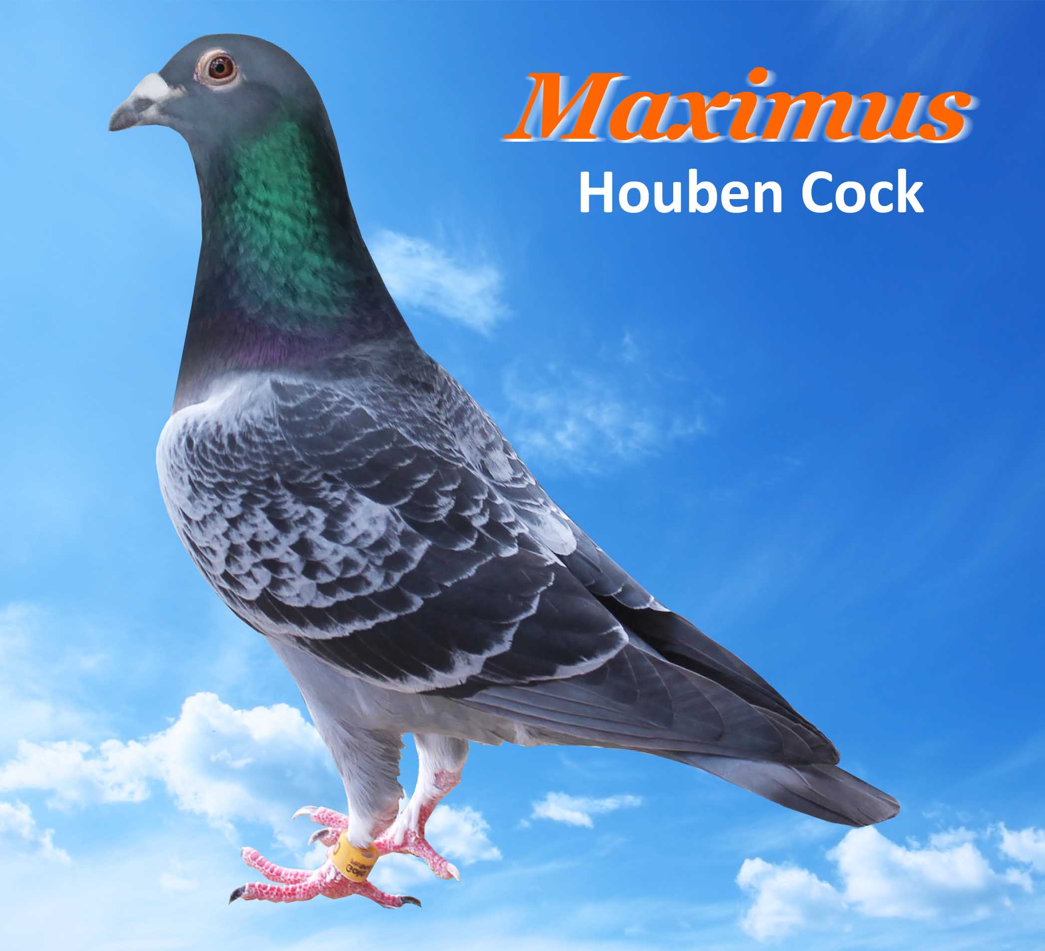 Stock Birds | Northern Gold Coast | Hudson Lofts