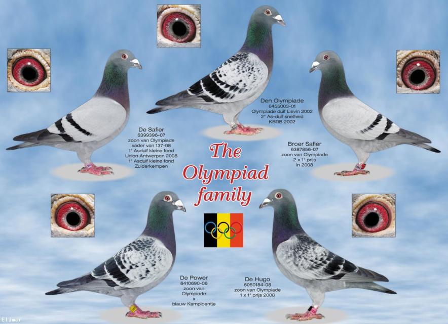 Stock Birds | Northern Gold Coast | Hudson Lofts