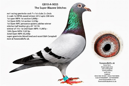 Stock Birds | Northern Gold Coast | Hudson Lofts