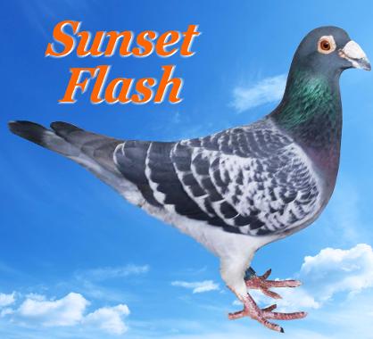 Stock Birds | Northern Gold Coast | Hudson Lofts